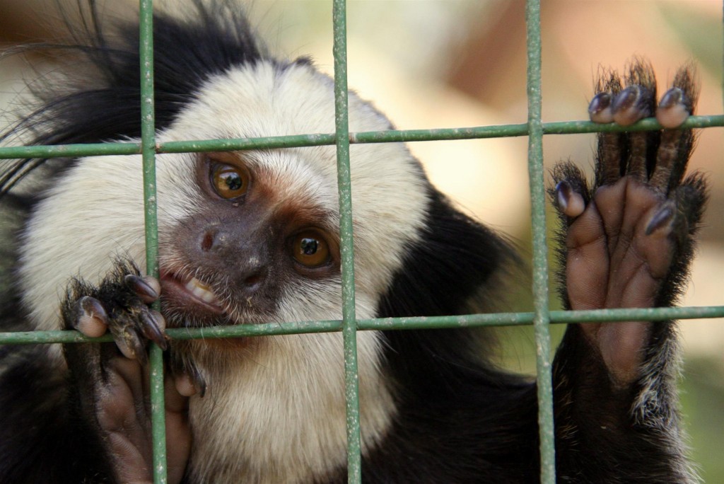 Monkey Town | Fiddlings
