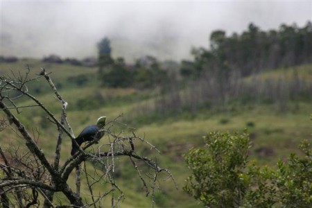 Hiking Trail Fiddlings