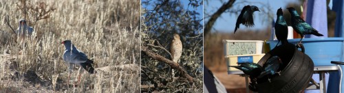 Kalahari | Fiddlings