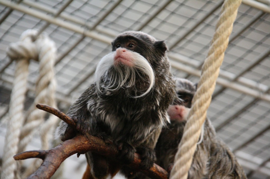 germany 2012 | Fiddlings
